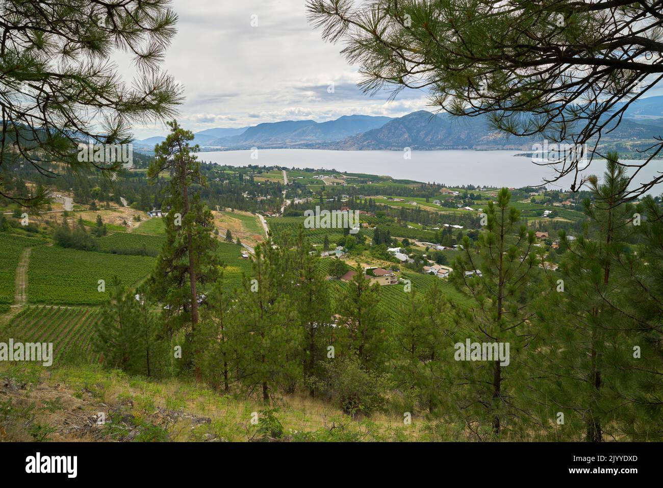 Naramata Bench Vineyards and Okanagan Lake. Hills full of vineyards and ...