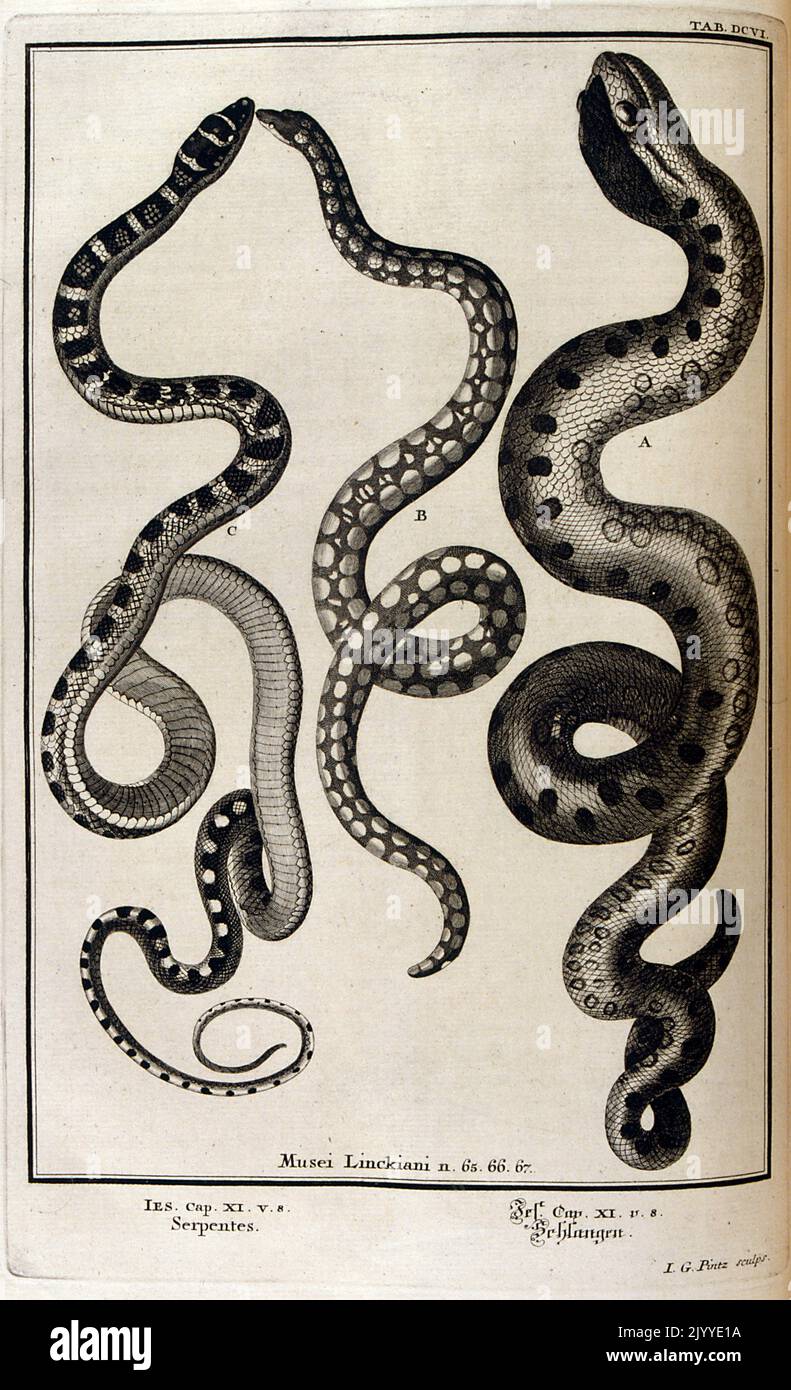 Engraving depicting three different types of snakes. The Illustration is set within an ornate ...