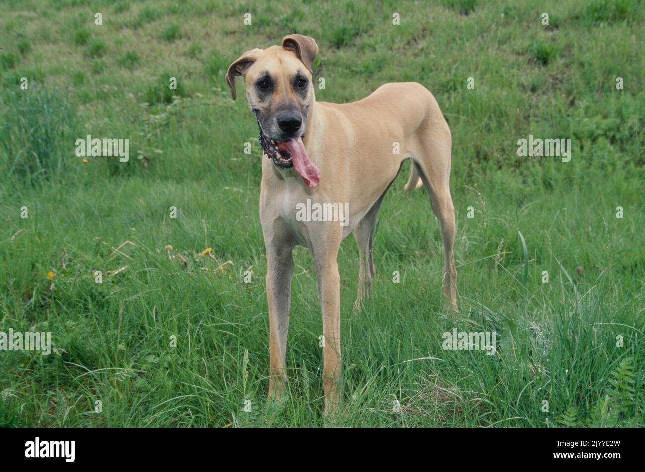 Great Dane in field looking left with mouth open and tongue out Stock ...