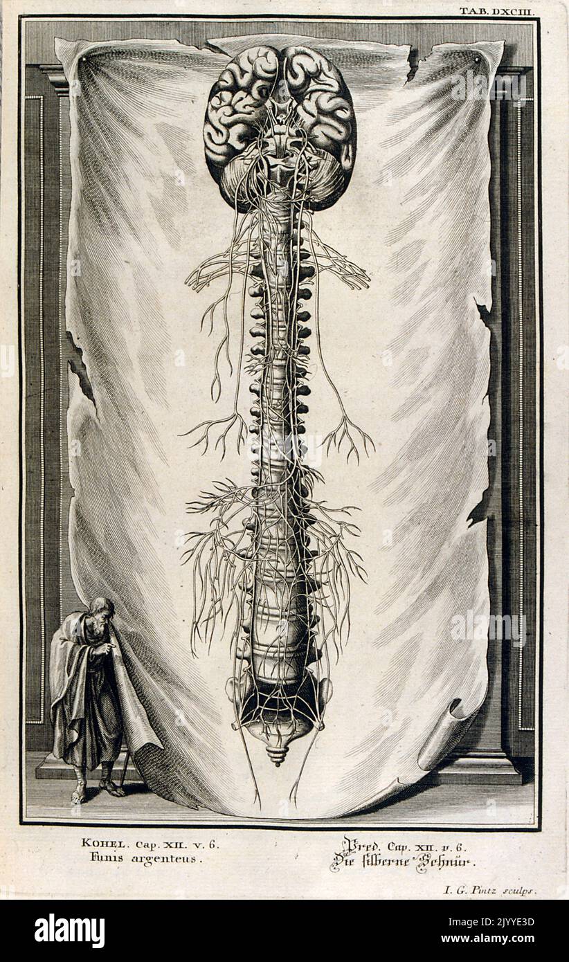 Engraving depicting the heart and the spine. The Illustration is set ...