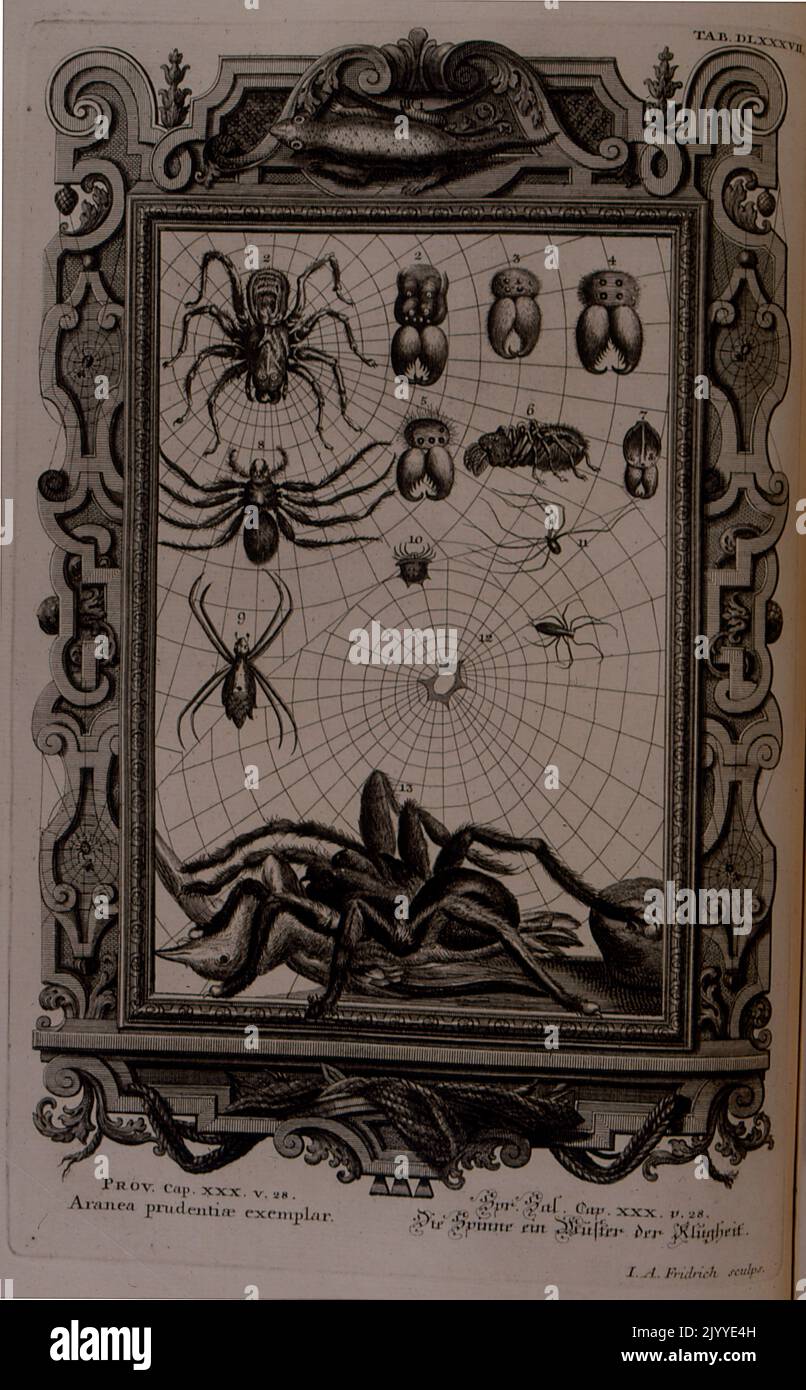 Anatomy diagram anatomy hi-res stock photography and images - Alamy