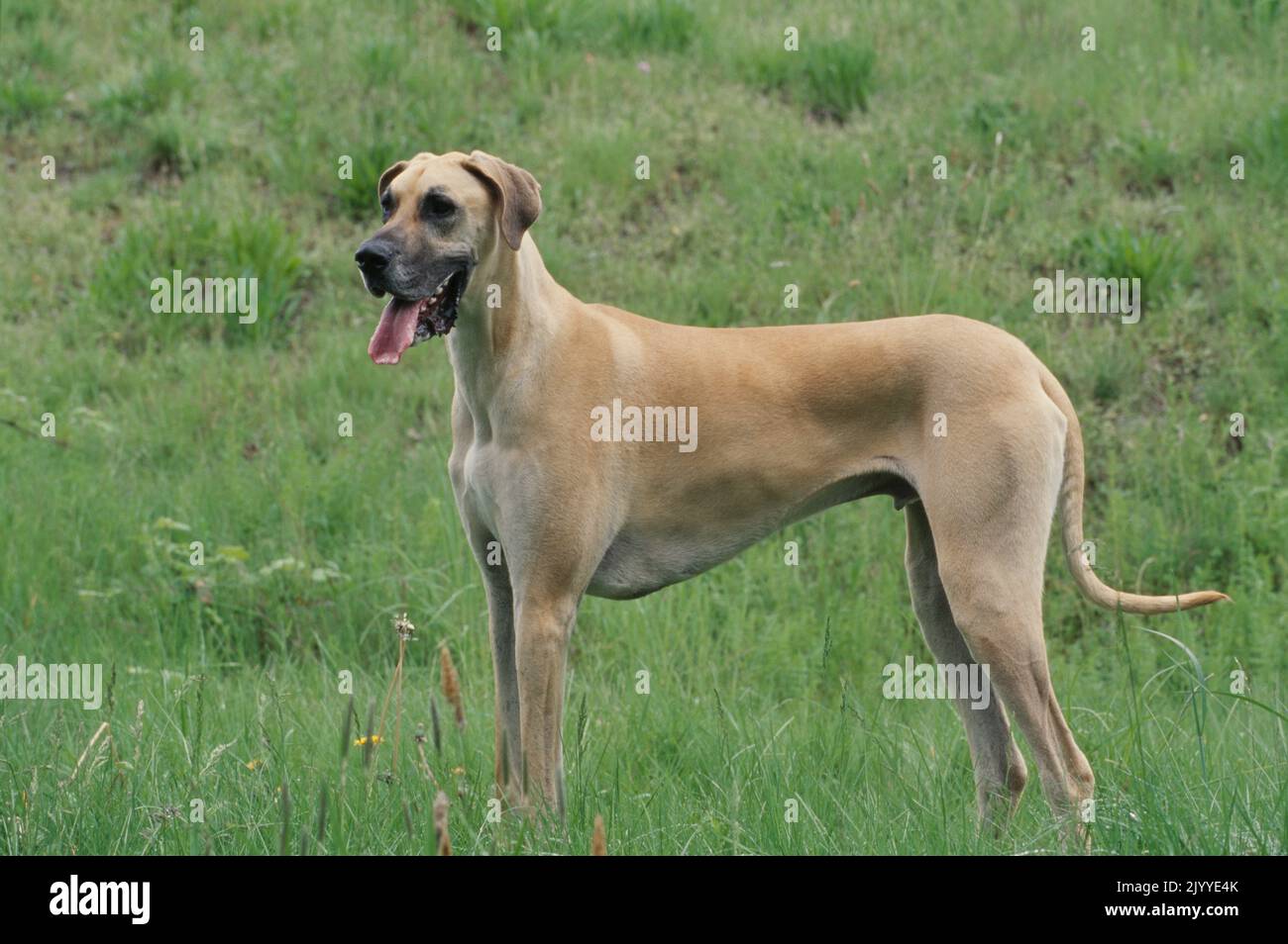 Great Dane in field looking forward with tongue out Stock Photo - Alamy
