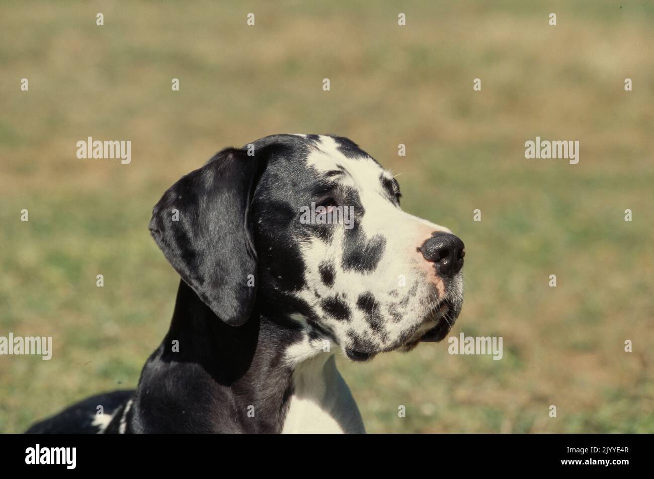 Close up of Great Dane in field Stock Photo - Alamy