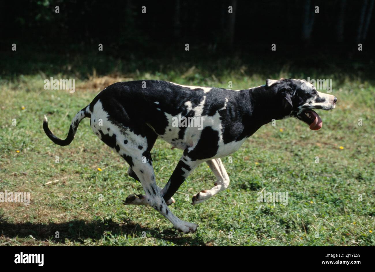 Great Dane running in field with tongue out Stock Photo - Alamy