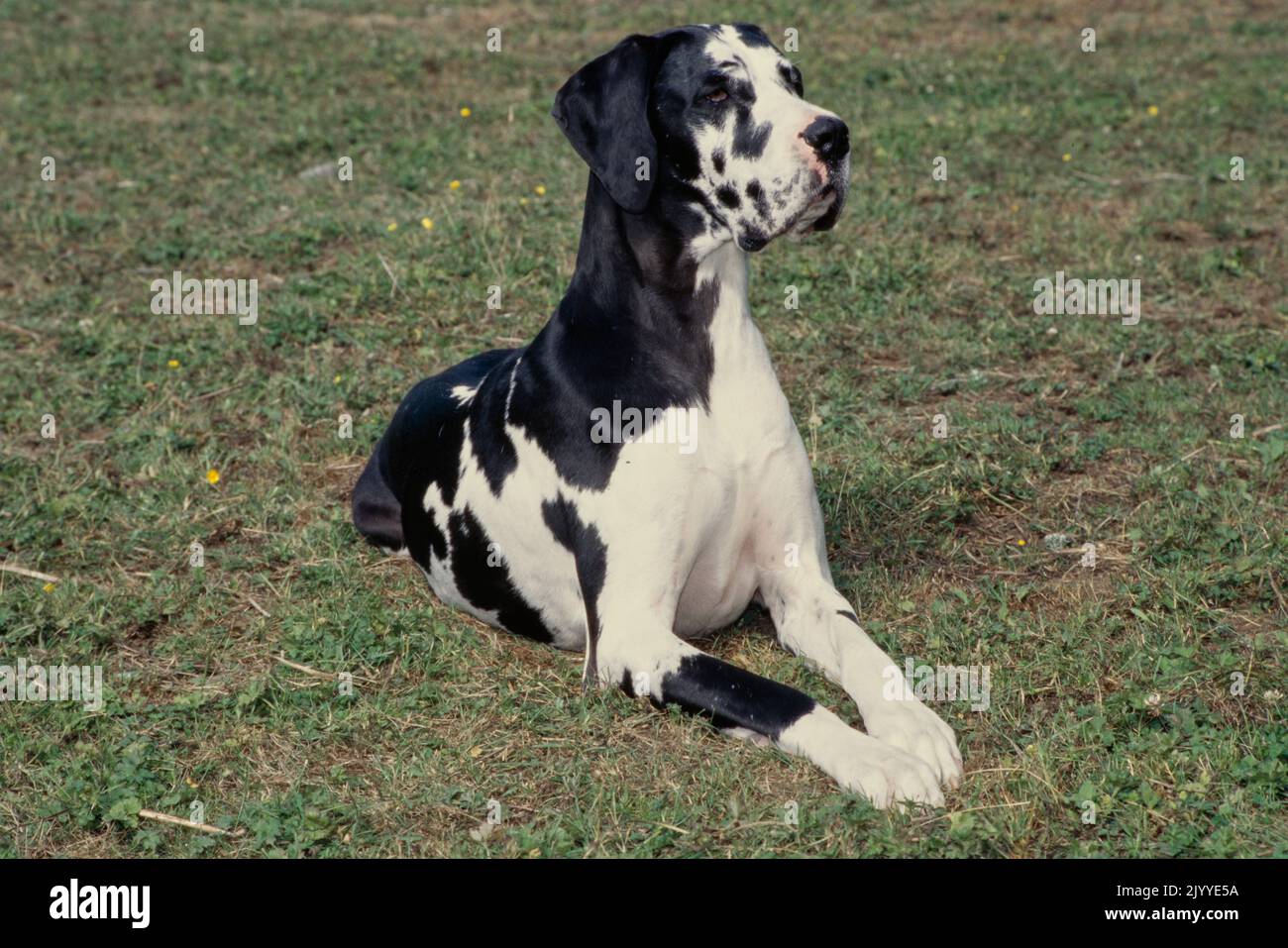 Great Dane laying in grass field Stock Photo - Alamy