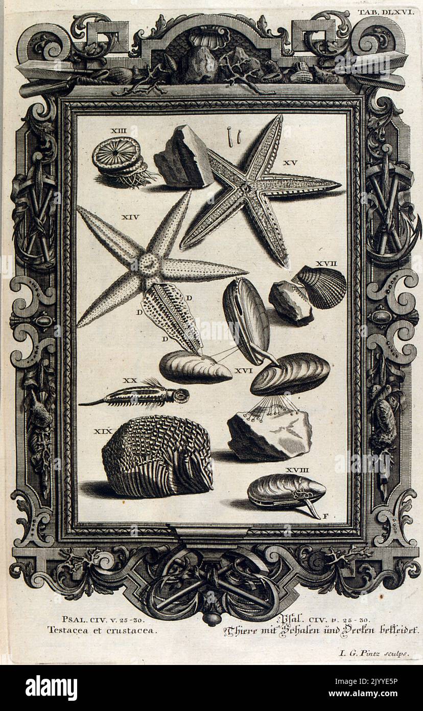 Engraving depicting diagrams of a selection of sea shells and star fish ...