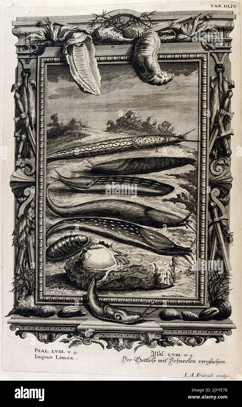Engraving depicting diagrams of a selection of slugs and snails. The ...