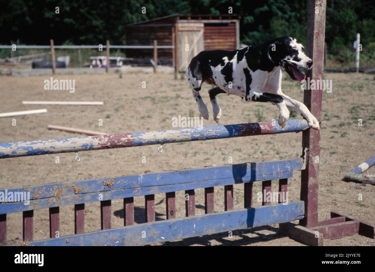 Do Great Danes Jump Fences