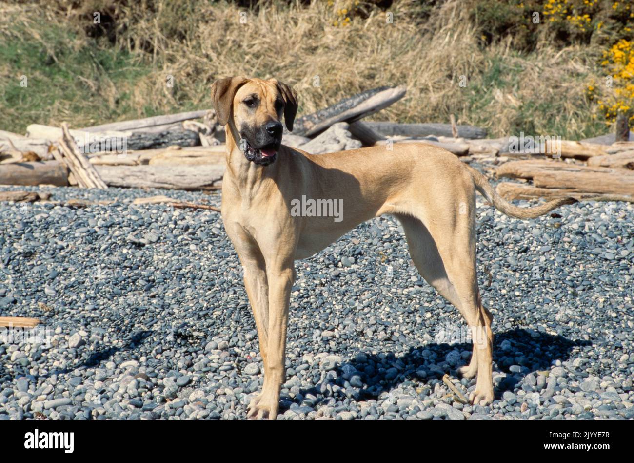 Great Dane in gravel with mouth open and tongue out Stock Photo - Alamy