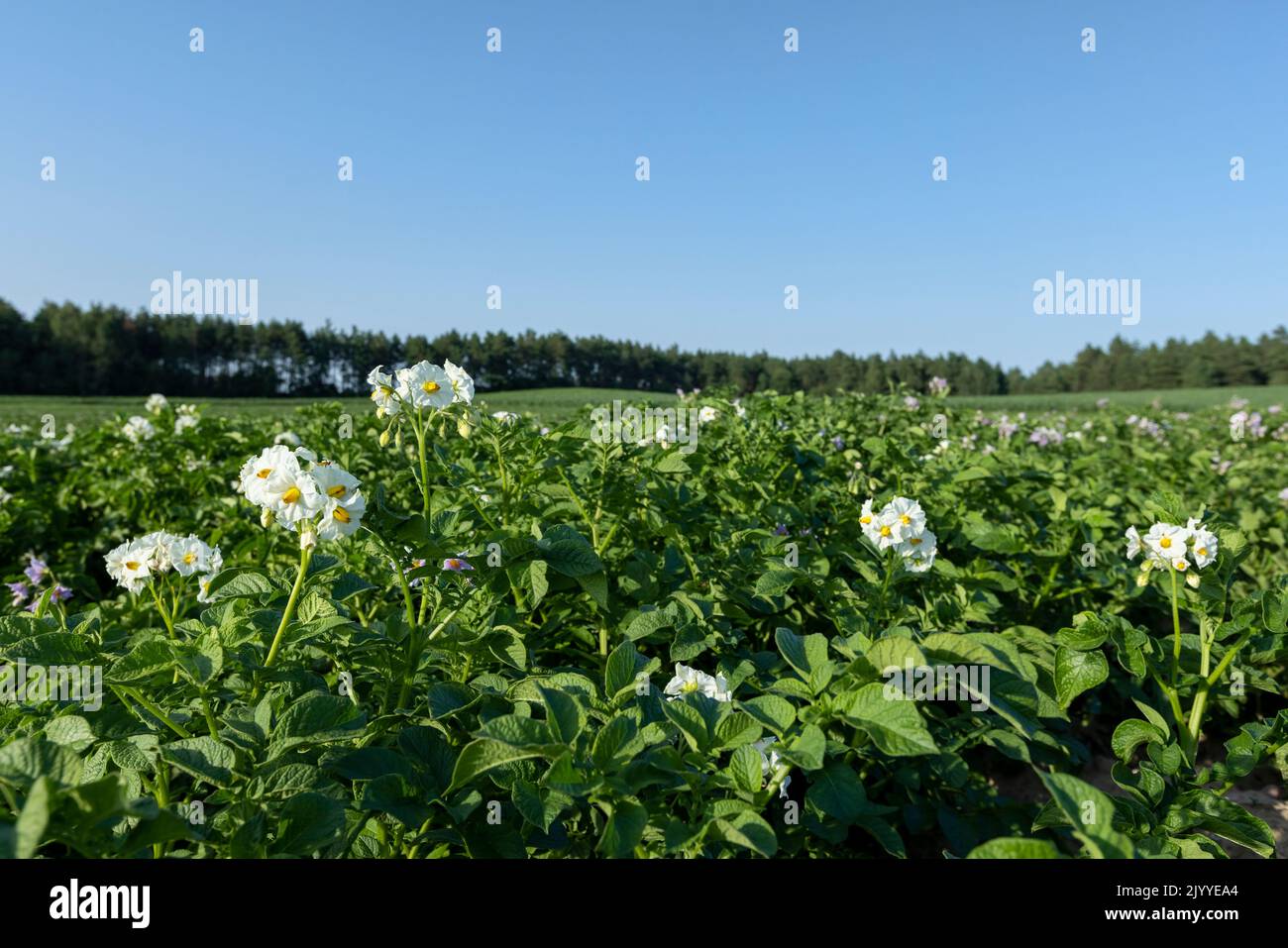Potato field with green bushes of flowering potatoes, agricultural ...