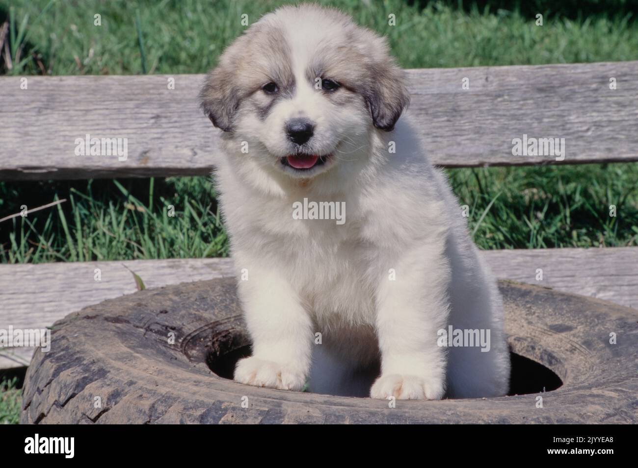 Great Pyrenees puppy on tire Stock Photo - Alamy