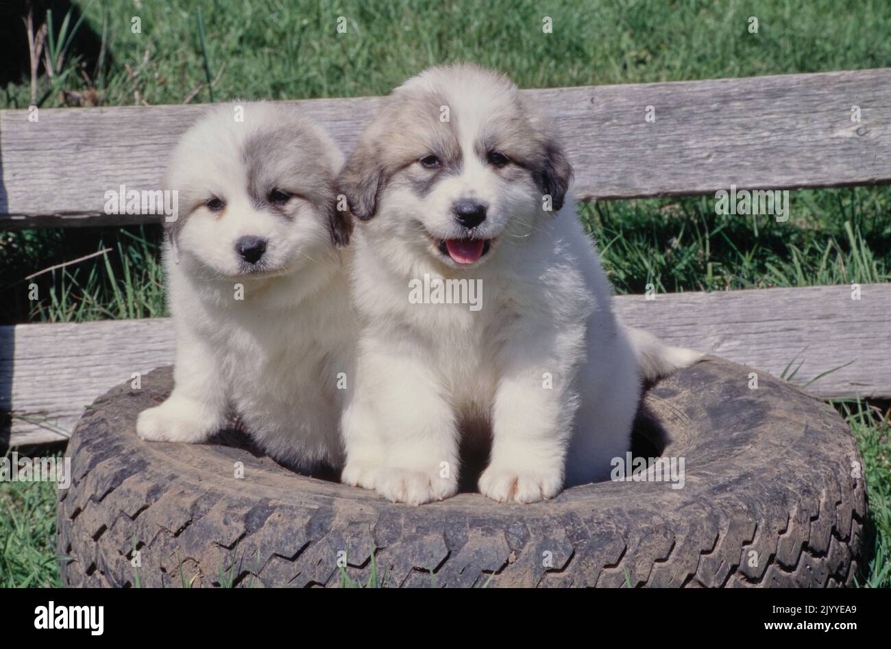 Great Pyrenees puppies on tire Stock Photo - Alamy
