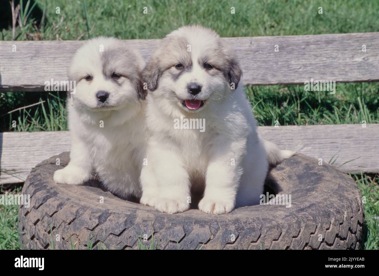 Great Pyrenees puppies on tire Stock Photo - Alamy