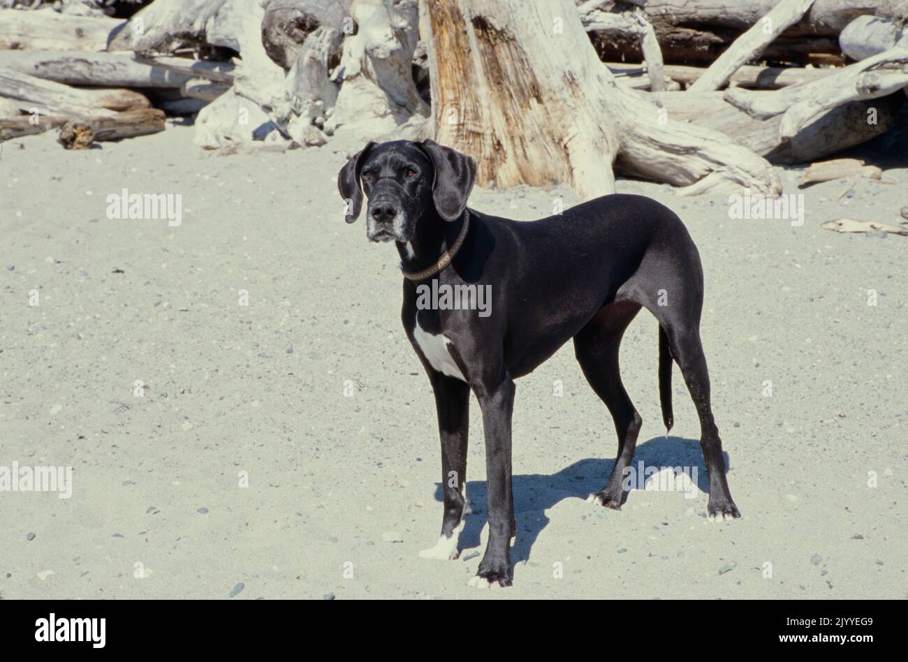 Great Dane on beach in sand Stock Photo - Alamy