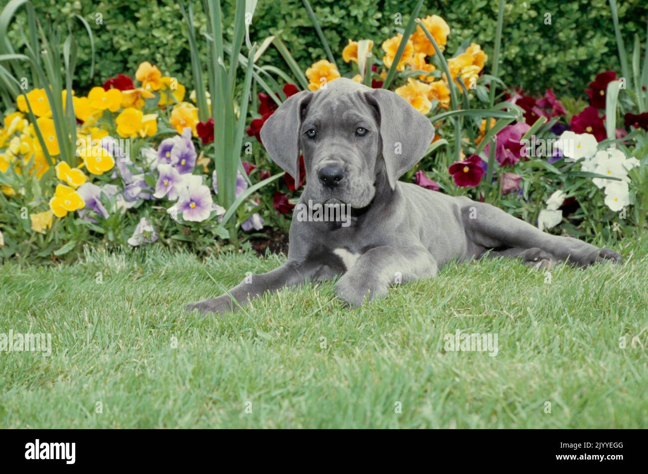 Puppy great dane in hi-res stock photography and images - Alamy