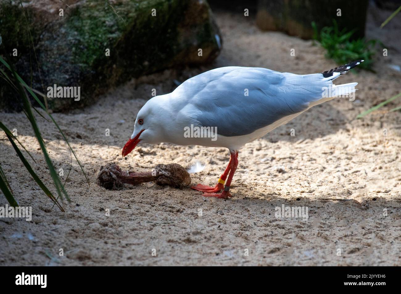 A Pacific Gull (Larus pacificus) finds chicken meat in Sydney, New ...