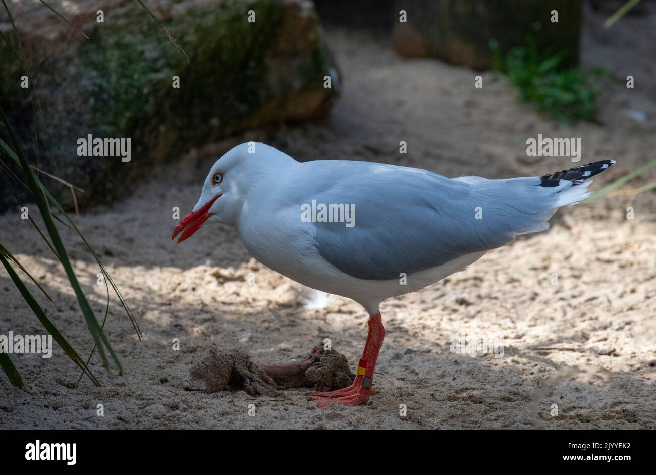 A Pacific Gull (Larus pacificus) finds chicken meat in Sydney, New ...