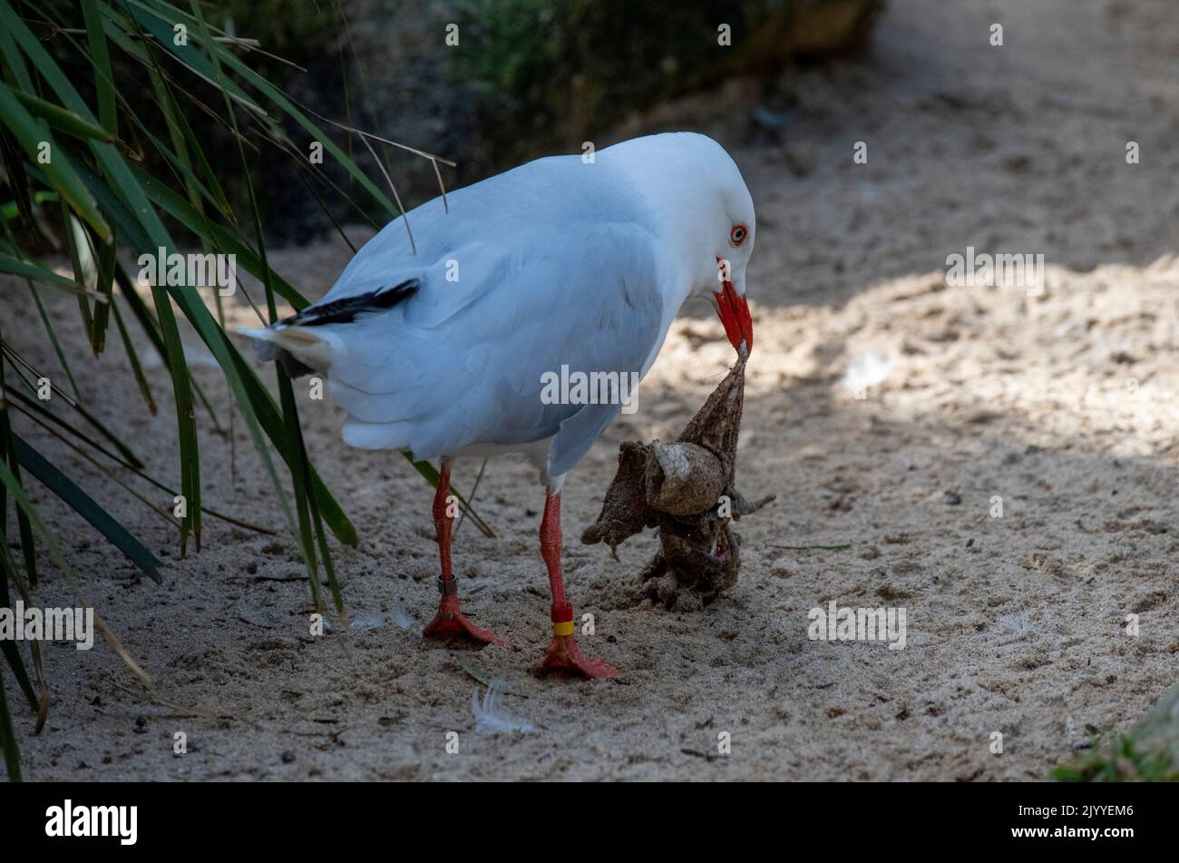 A Pacific Gull (Larus pacificus) finds chicken meat in Sydney, New ...