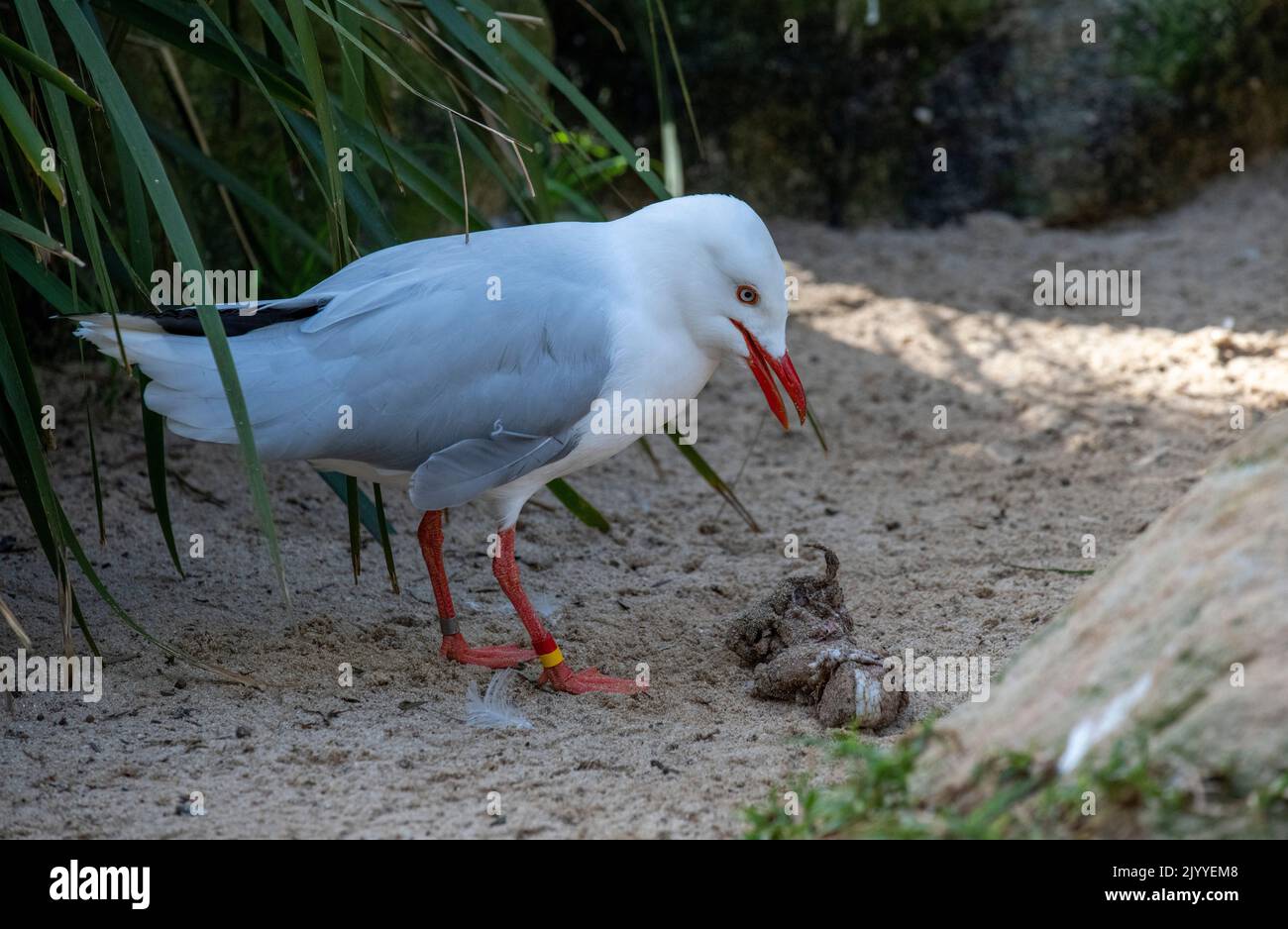 A Pacific Gull (Larus pacificus) finds chicken meat in Sydney, New ...