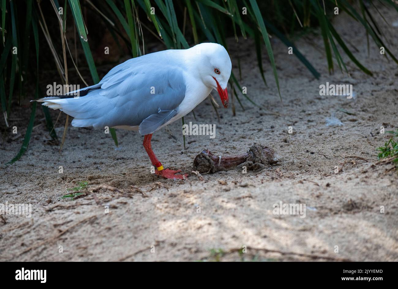 A Pacific Gull (Larus pacificus) finds chicken meat in Sydney, New ...