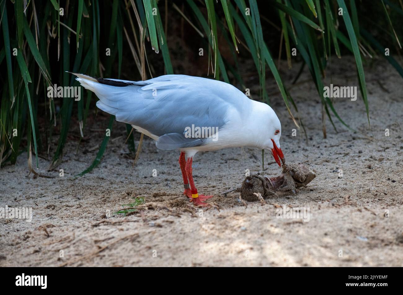 A Pacific Gull (Larus pacificus) finds chicken meat in Sydney, New ...
