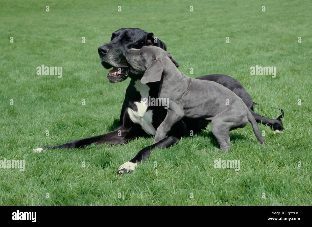 Great Dane puppy licking mothers face in grass Stock Photo - Alamy