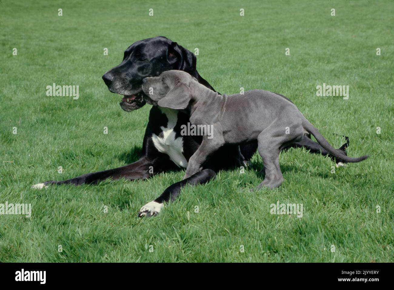 Great Dane puppy playing with mother in grass Stock Photo - Alamy