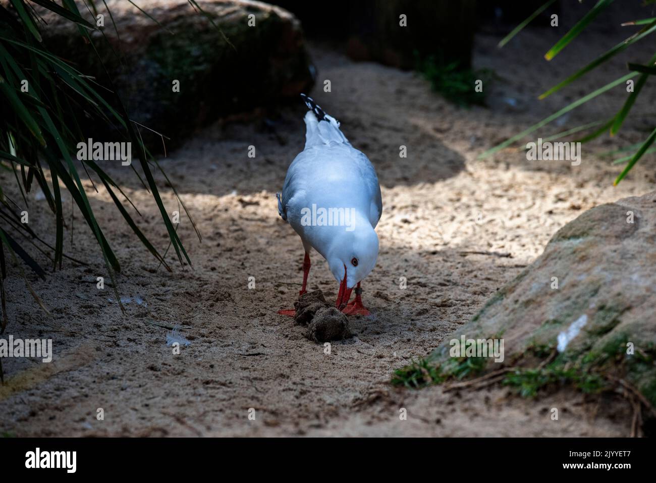 A Pacific Gull (Larus pacificus) finds chicken meat in Sydney, New ...