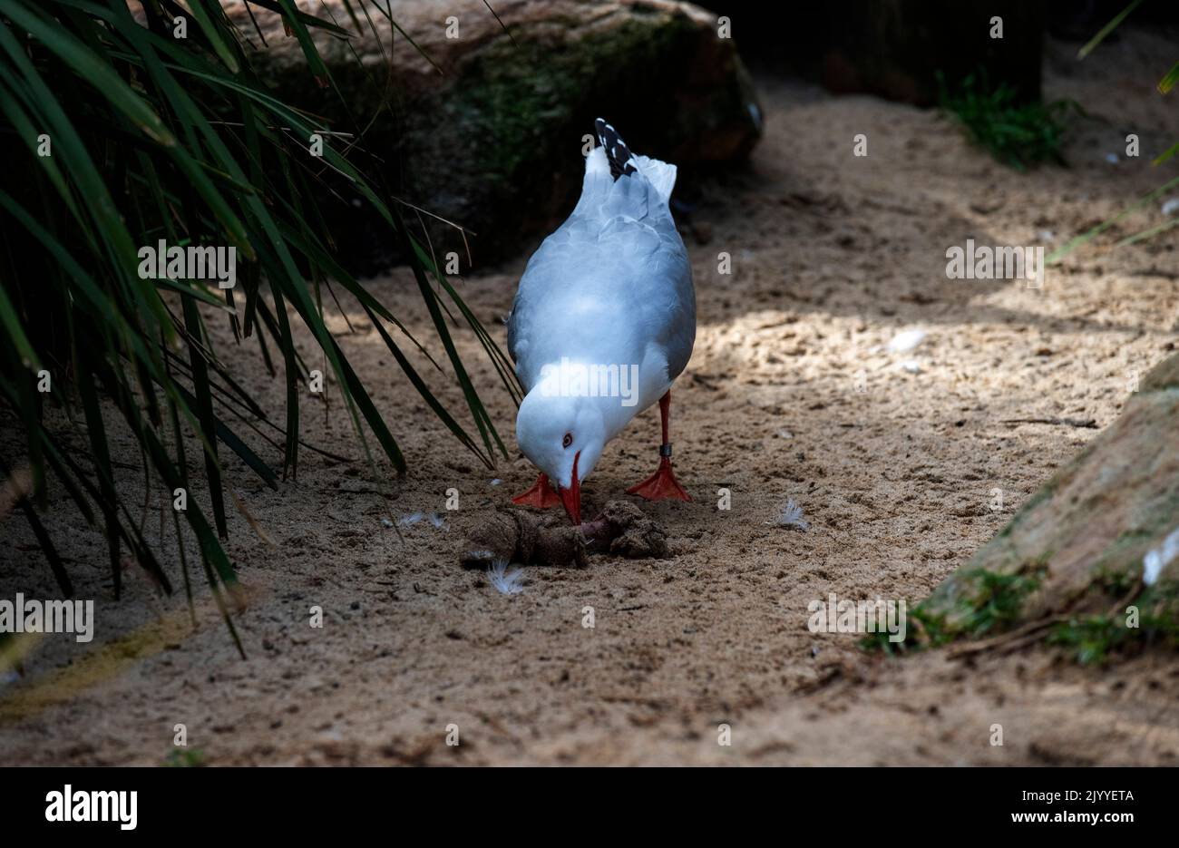 A Pacific Gull (Larus pacificus) finds chicken meat in Sydney, New ...