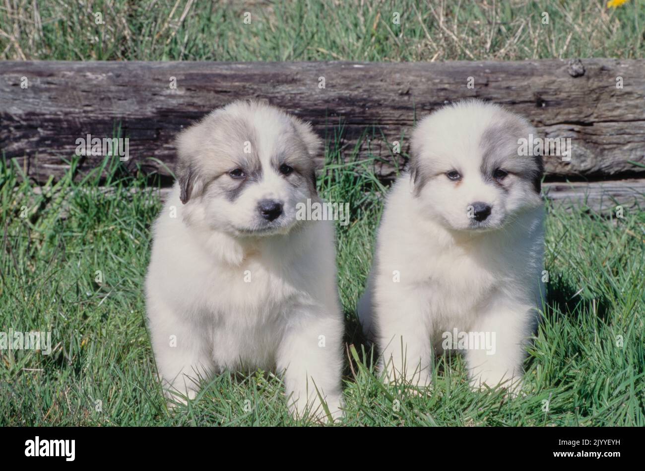 Great Pyrenees puppies in grass Stock Photo - Alamy