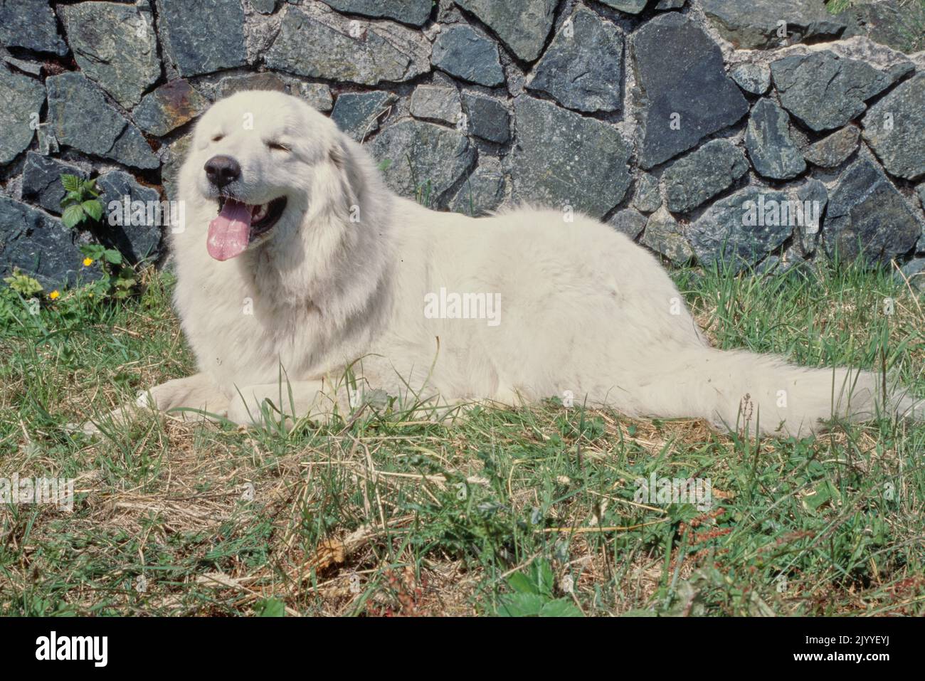 Great Pyrenees in grass Stock Photo - Alamy