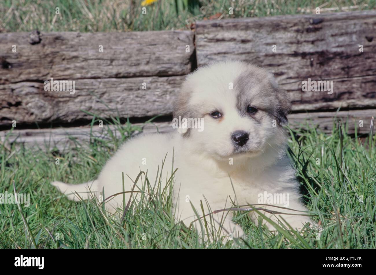 Great Pyrenees puppy in grass Stock Photo - Alamy