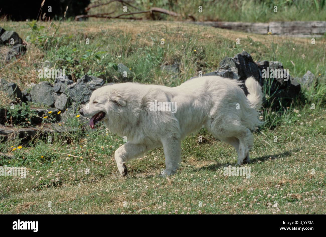 Great Pyrenees in grass Stock Photo - Alamy