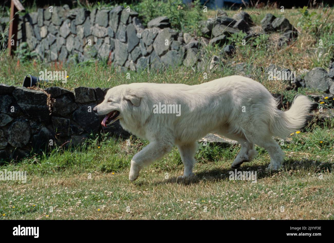 Great Pyrenees in grass Stock Photo - Alamy