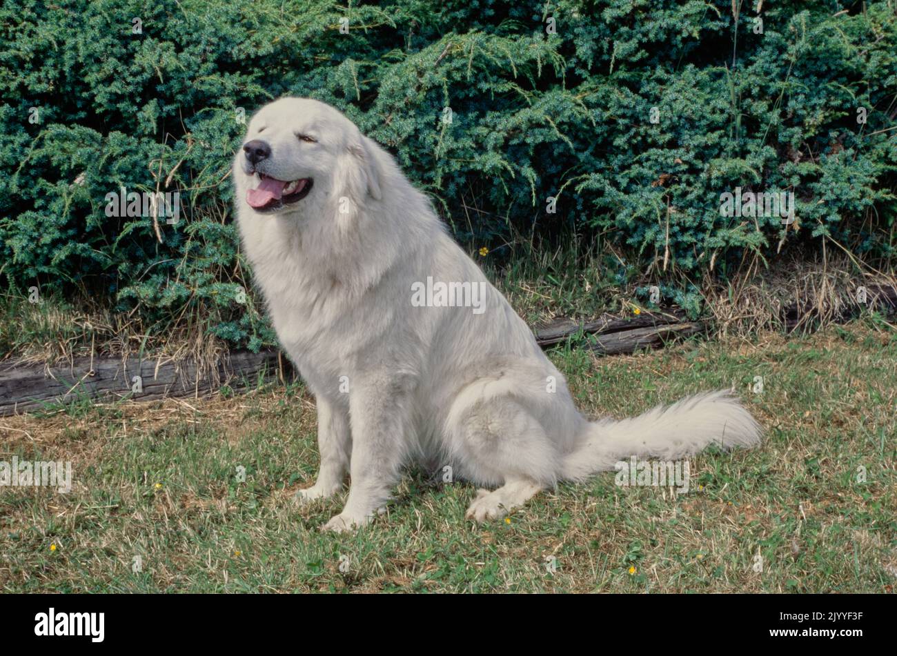 Great Pyrenees in grass Stock Photo - Alamy