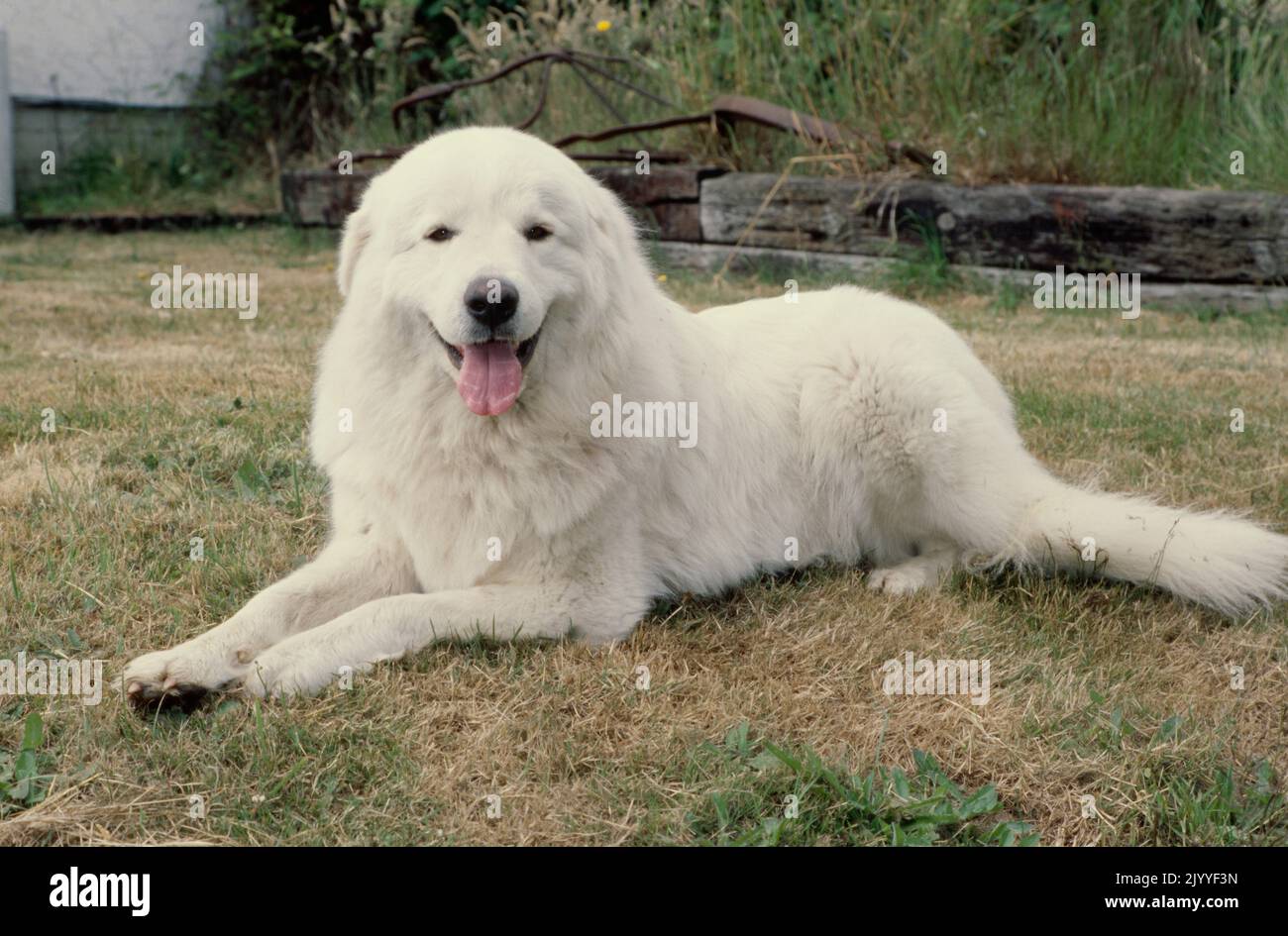 Great Pyrenees in grass Stock Photo - Alamy
