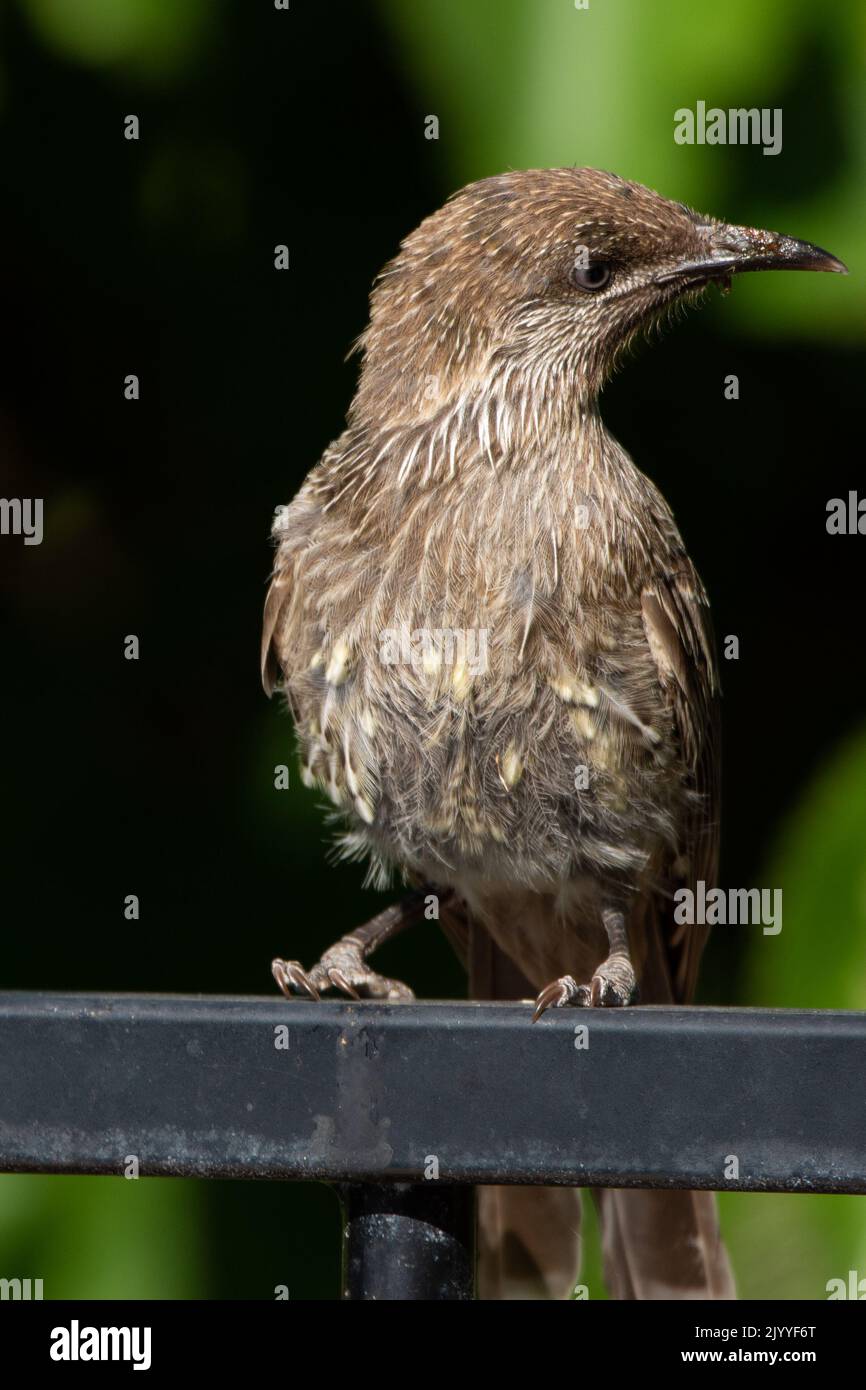 Wattle bird hi-res stock photography and images - Alamy