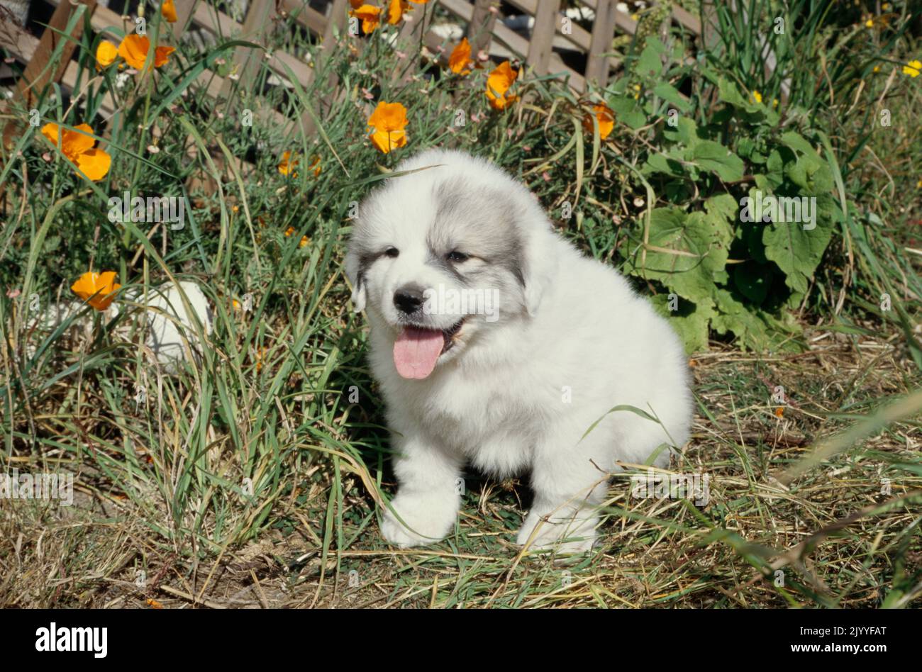 Great Pyrenees puppy in grass Stock Photo - Alamy