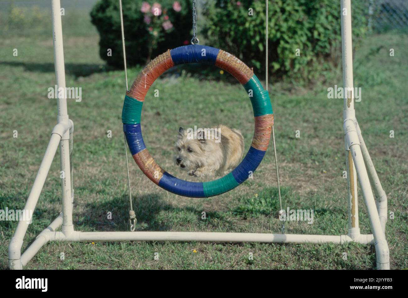Dog jumping through hoop hi-res stock photography and images - Alamy