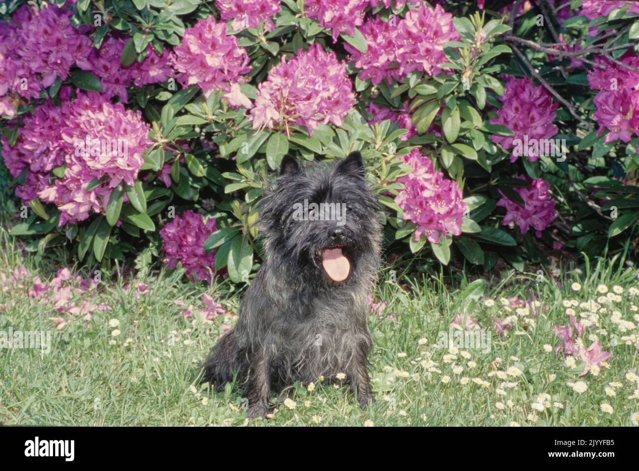 Cairn Terrier by flower bush Stock Photo - Alamy