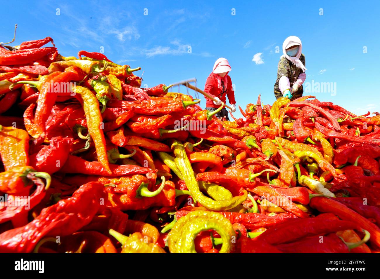 Pepper farmers dry their harvested red peppers in Zhangye City, Gansu ...