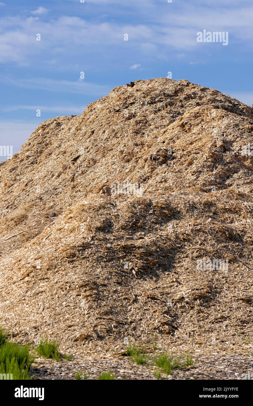 A large pile of sawdust from wood after wood processing, waste from ...