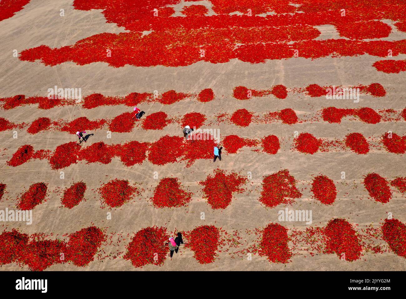Pepper farmers dry their harvested red peppers in Zhangye City, Gansu ...