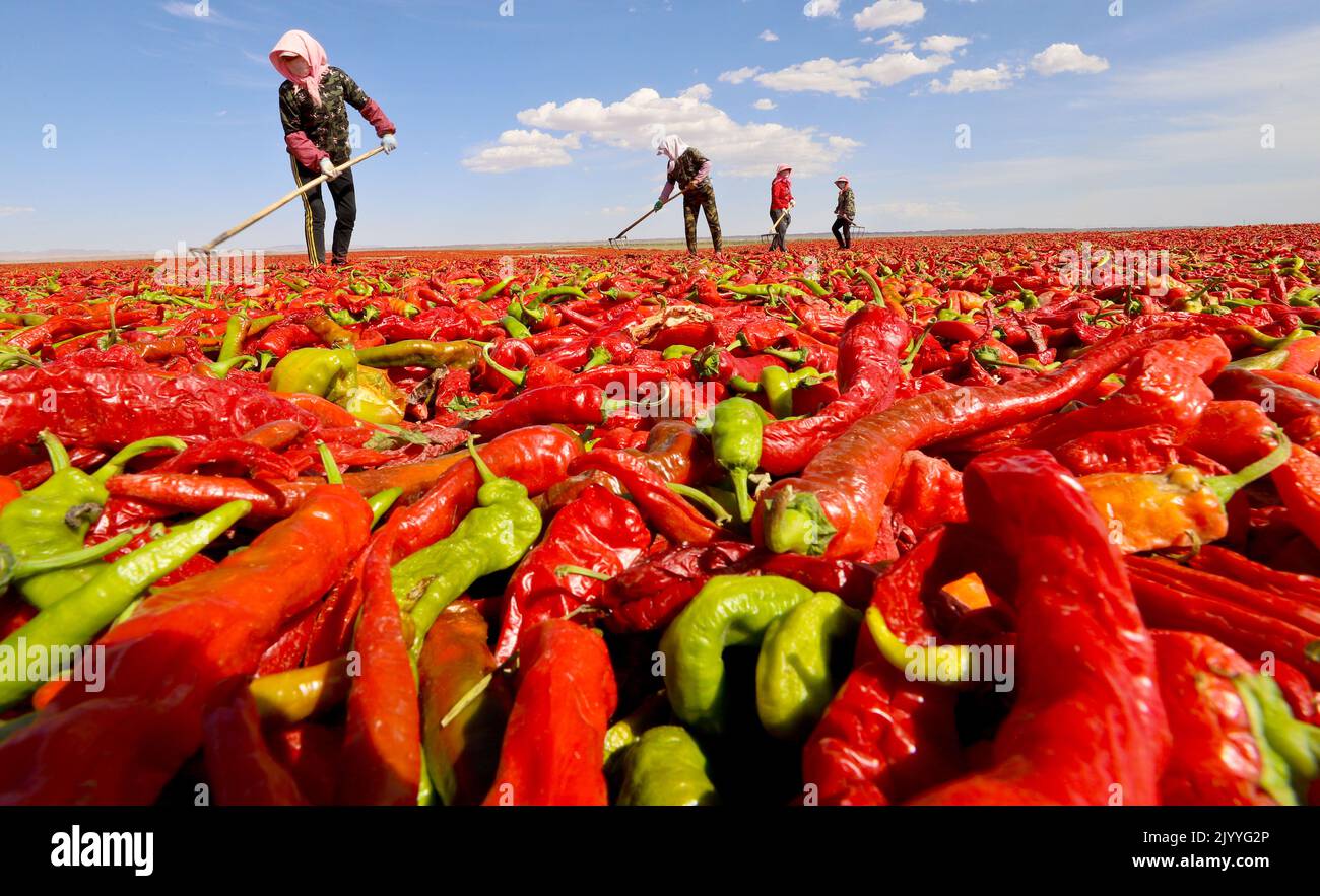 Pepper farmers dry their harvested red peppers in Zhangye City, Gansu ...