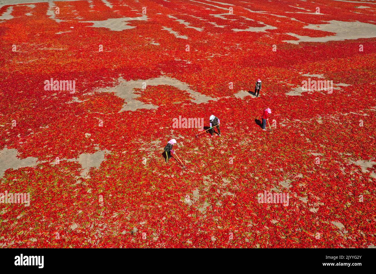 Pepper farmers dry their harvested red peppers in Zhangye City, Gansu ...