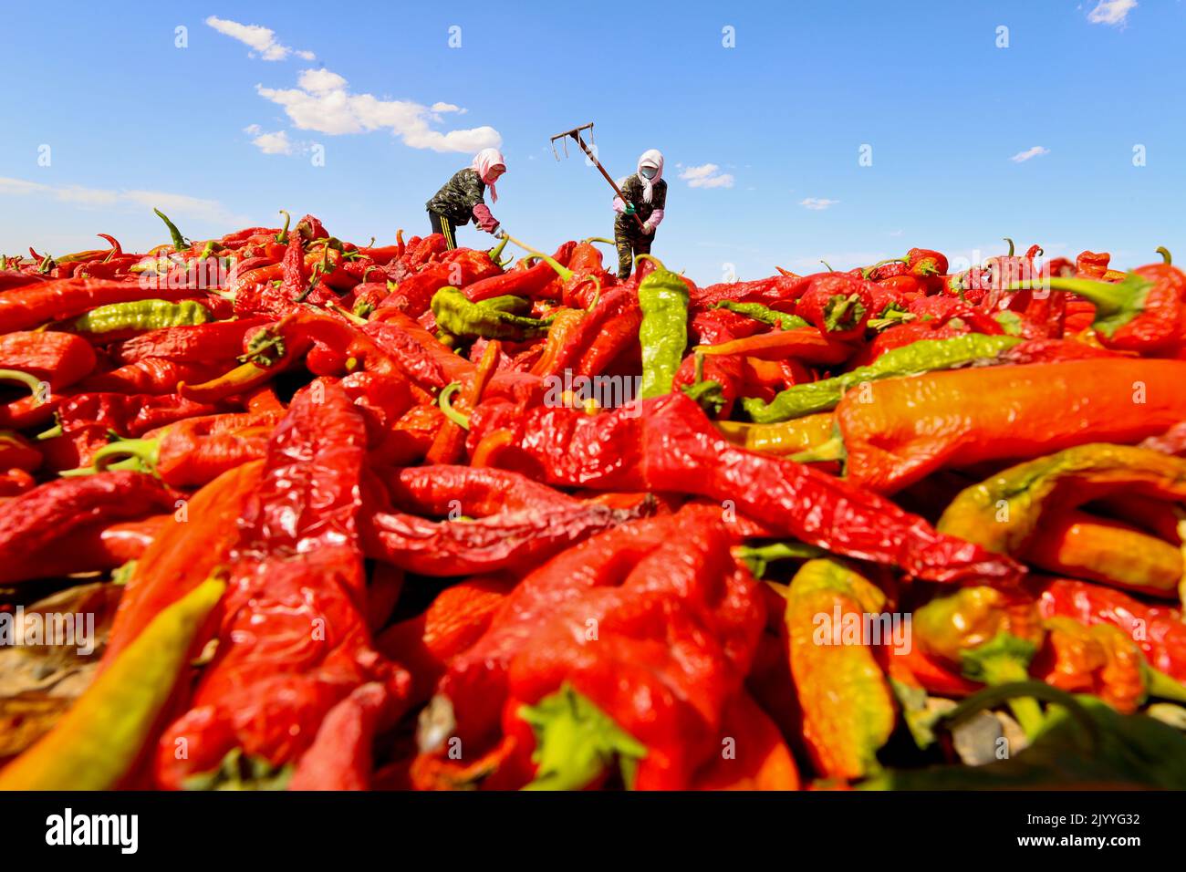 Pepper farmers dry their harvested red peppers in Zhangye City, Gansu ...