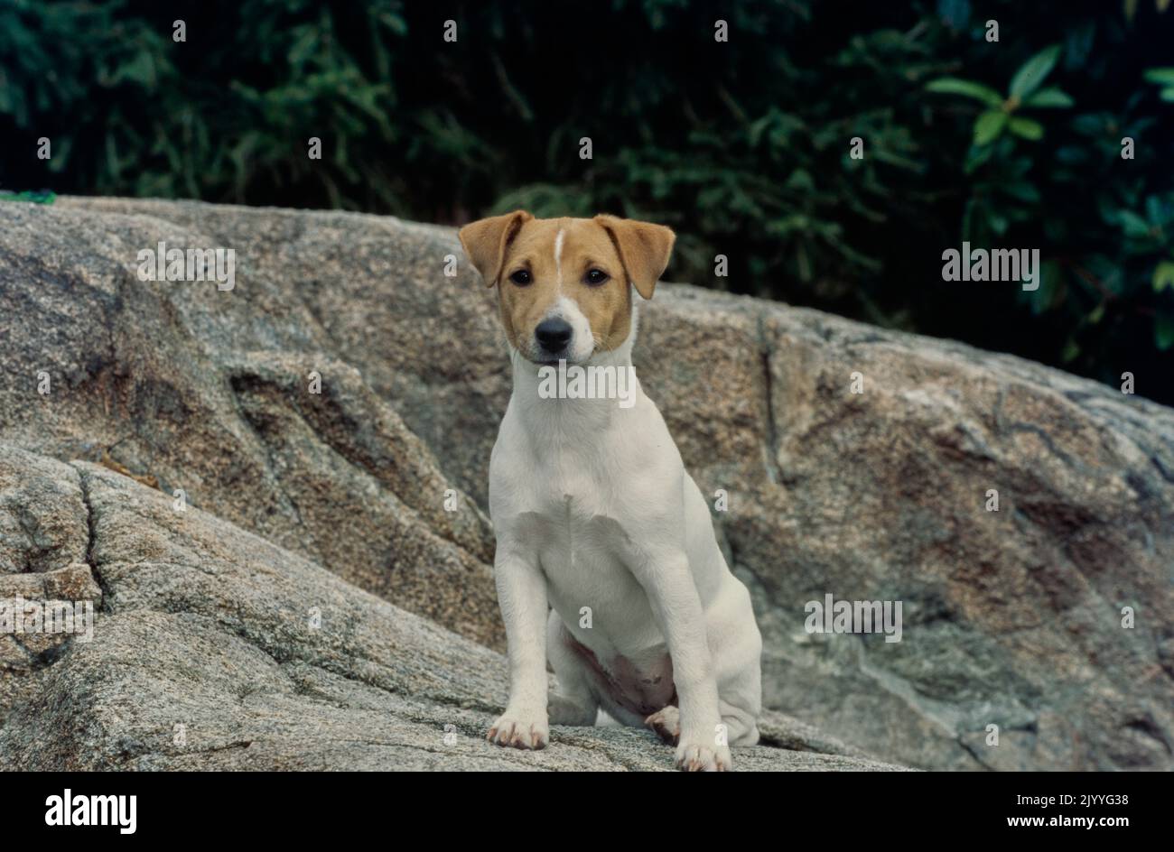 Jack on the rocks hi-res stock photography and images - Alamy