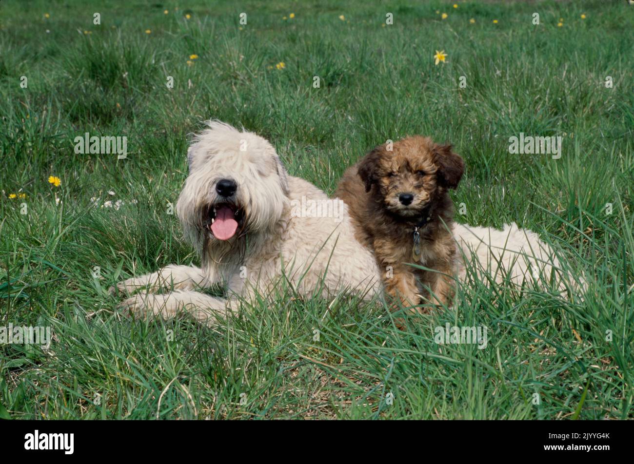 Wheaton terrier hi-res stock photography and images - Alamy