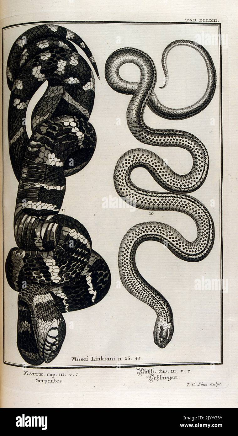 Engraving depicting two different species of snake Stock Photo - Alamy