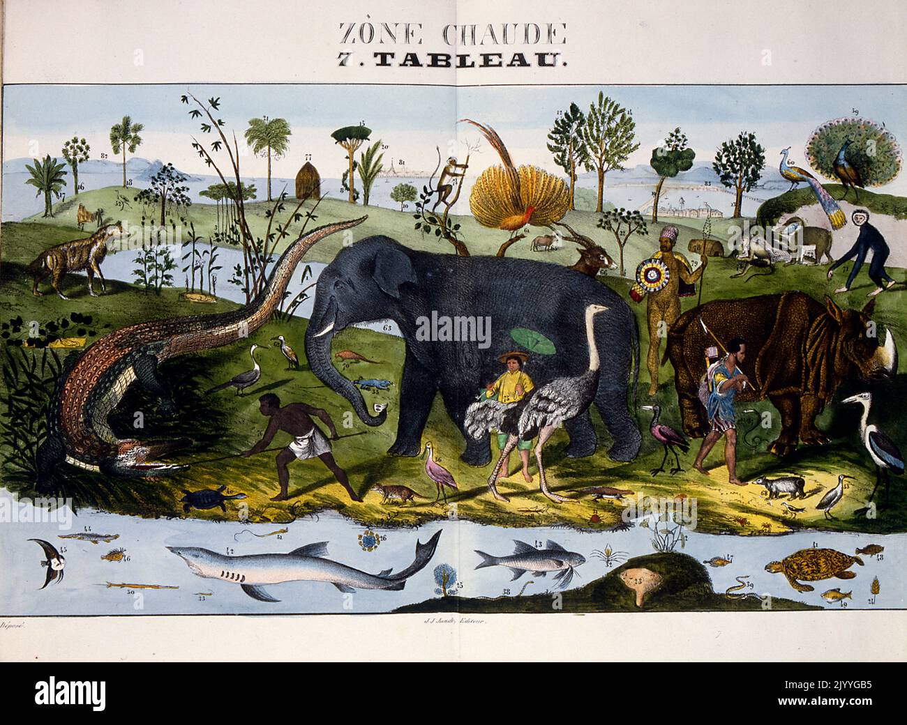 Coloured Illustration entitled 'Hot Climate' depicting animals and ...